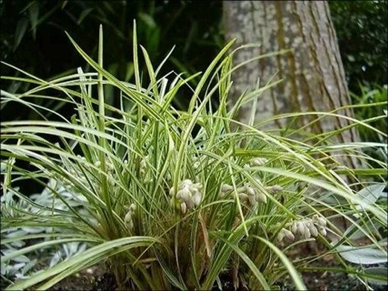 Growing The Silver Mist Mondo Grass Ophiopogon Japonicus Perennial Evergreen Berry